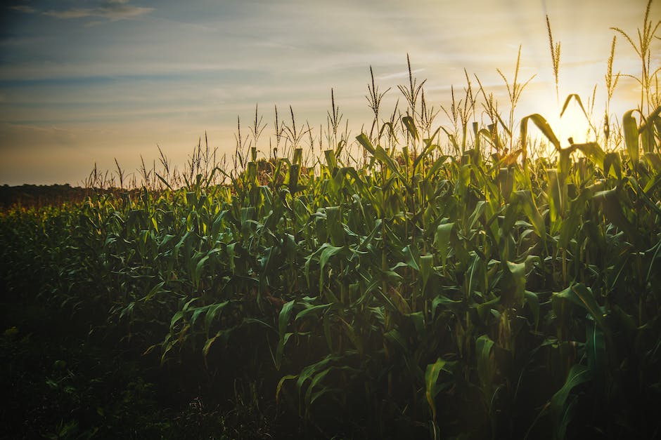 Agro paraguayo se mantiene con optimismo: alta producción del maíz ...