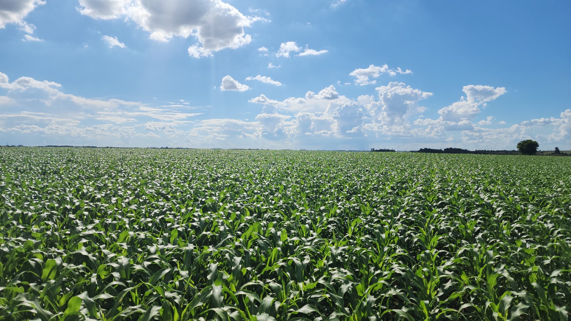 El sorgo gana terreno en Paraguay como alternativa rentable y ...