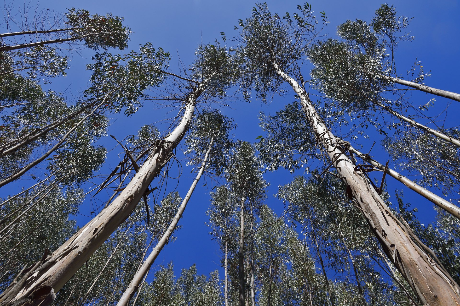 Sector forestal gana protagonismo: Paraguay busca atraer inversiones ...