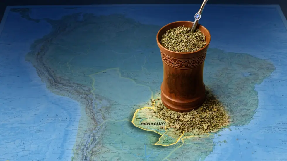 Yerba mate paraguaya conquistó 25 países del mundo - Forbes Paraguay
